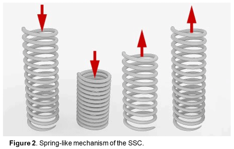 Stretch-Shortening Cycle (SSC)