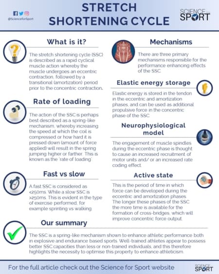Stretch-Shortening Cycle - Science for Sport