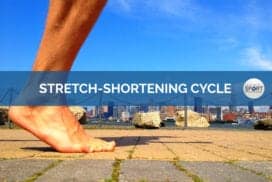 Stretch-Shortening Cycle | Science for Sport