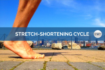 Stretch-Shortening Cycle | Science for Sport