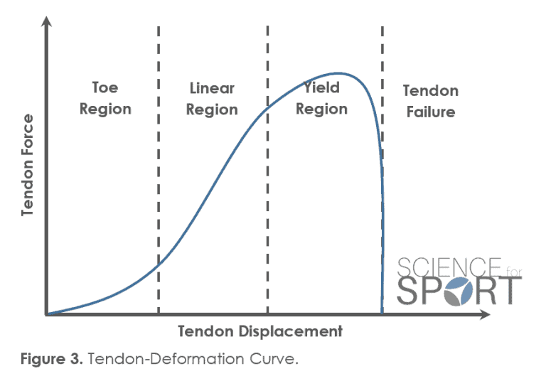 Stretch-Shortening Cycle (SSC)