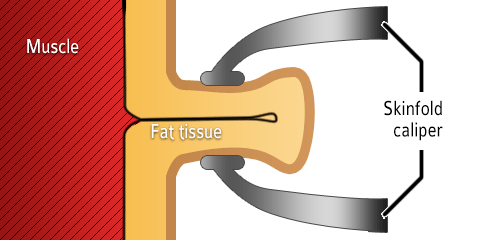Skinfold Calipers - Science for Sport